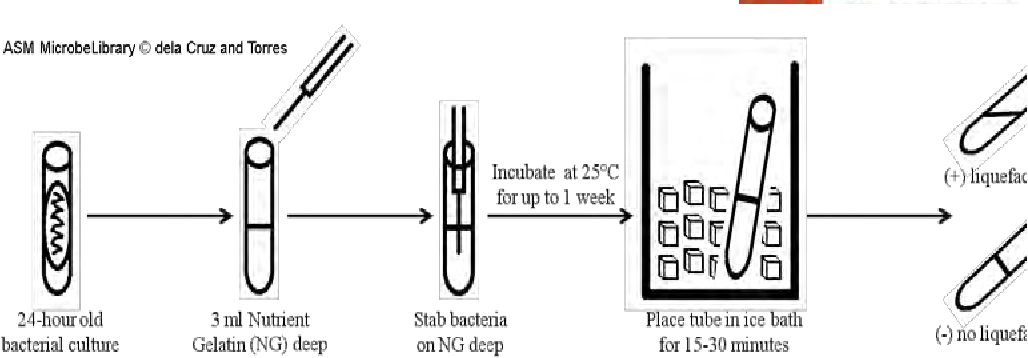 Pdf Gelatin Hydrolysis Test Protocol Semantic Scholar