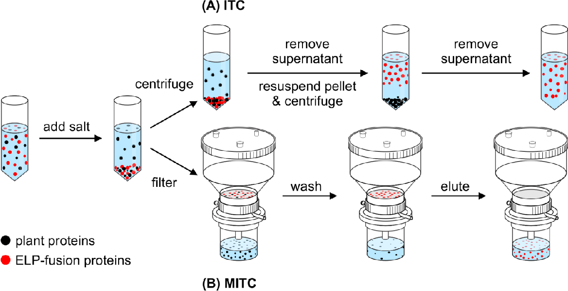 Figure 2 From Purification Of Recombinant Proteins In Plants Using