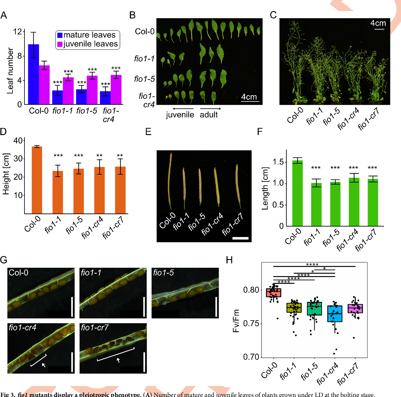 Table 1 From Fiona1 Mediated Methylation Of The 3utr Of Flc Affects