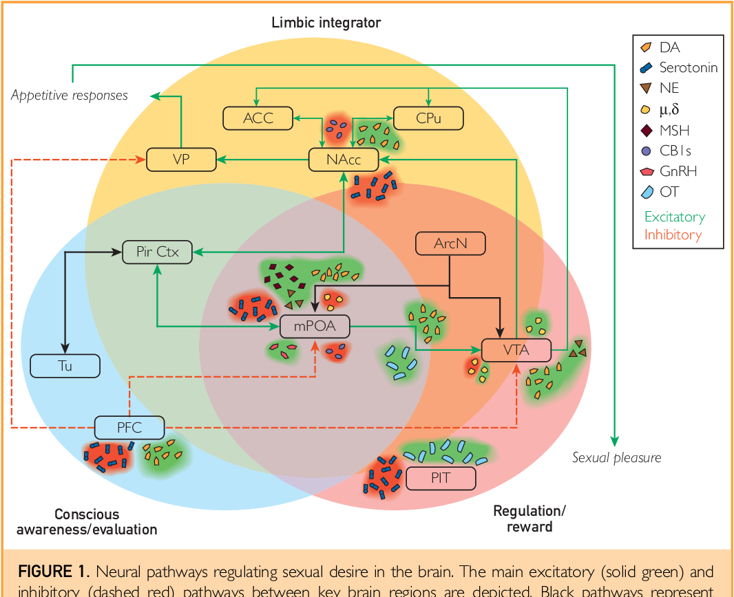 Figure 1 From Hypoactive Sexual Desire Disorder International Society