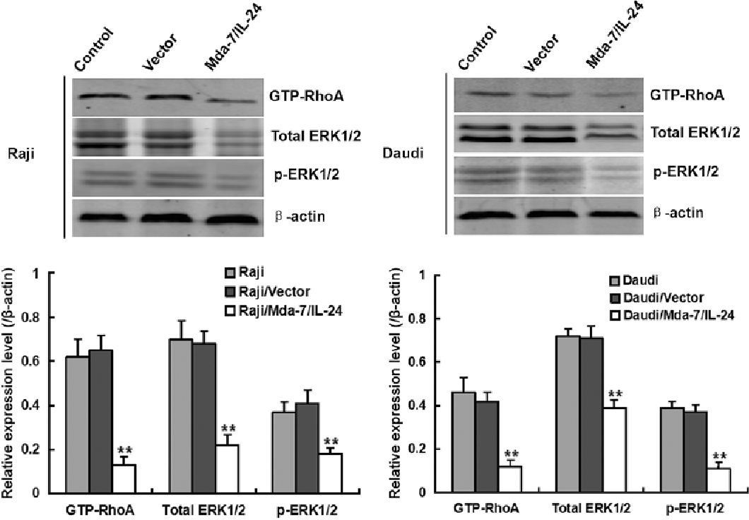 Mda 7il 24 Enhances Sensitivity Of B Cell Lymphoma To Chemotherapy