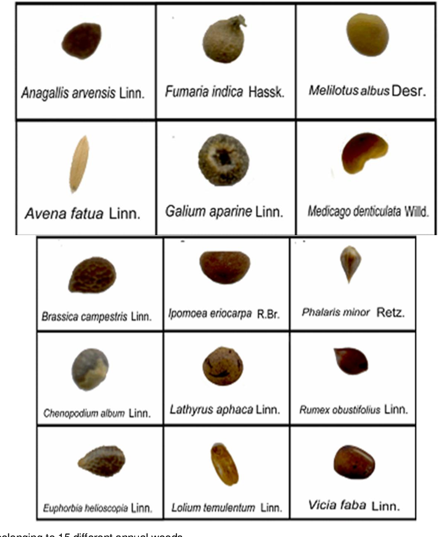 Studies On Shape Size And Weight Of Certain Weed Seeds Buried In The