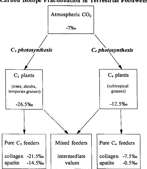 Pdf Stable Isotopes And Diet You Are What You Eat Semantic Scholar