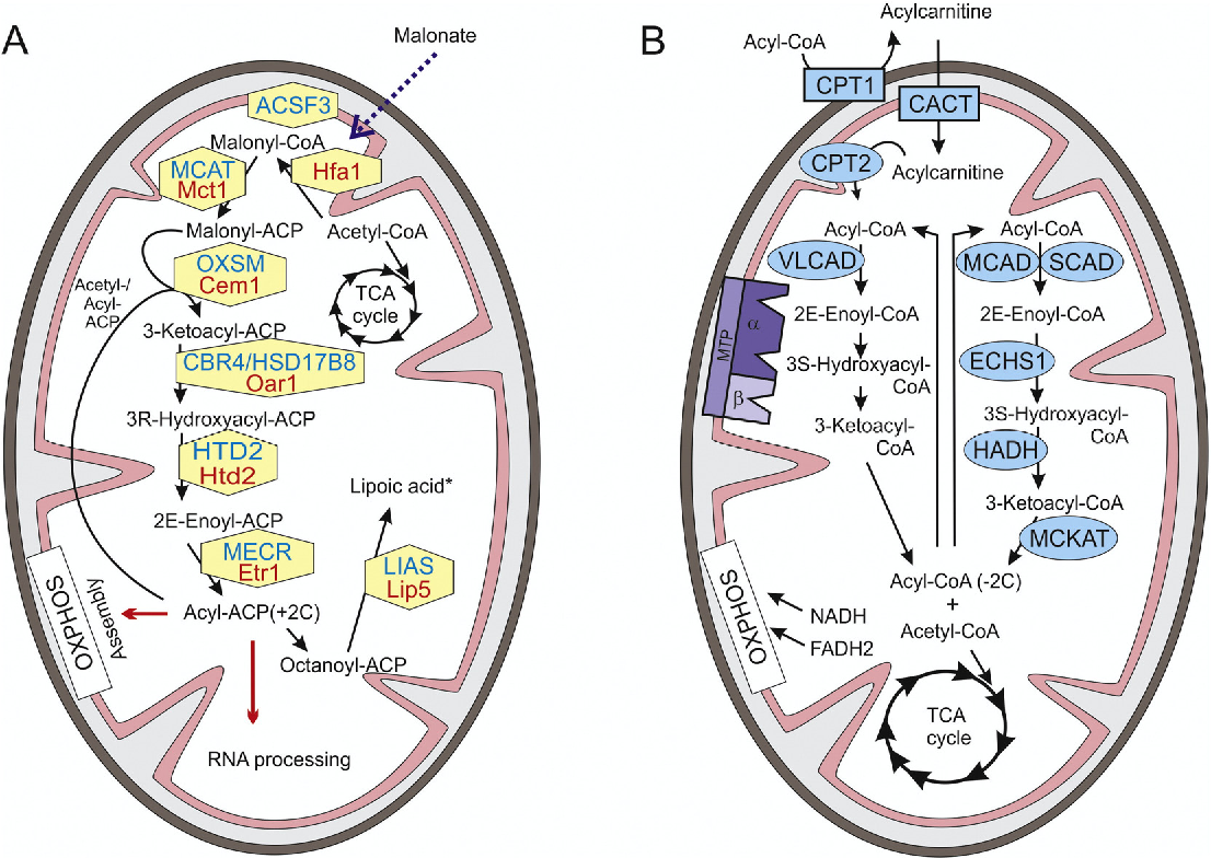 Figure 1 From Mitochondrial Fatty Acid Synthesis Fatty Acids And