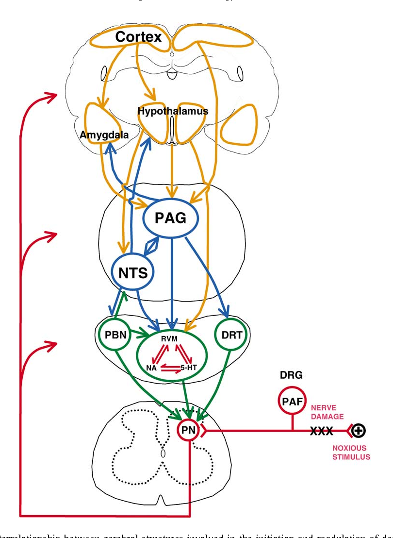 Figure 1 From Descending Control Of Pain Semantic Scholar