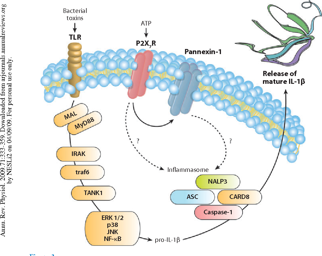 Figure 2 From Signaling At Purinergic P2x Receptors Semantic Scholar