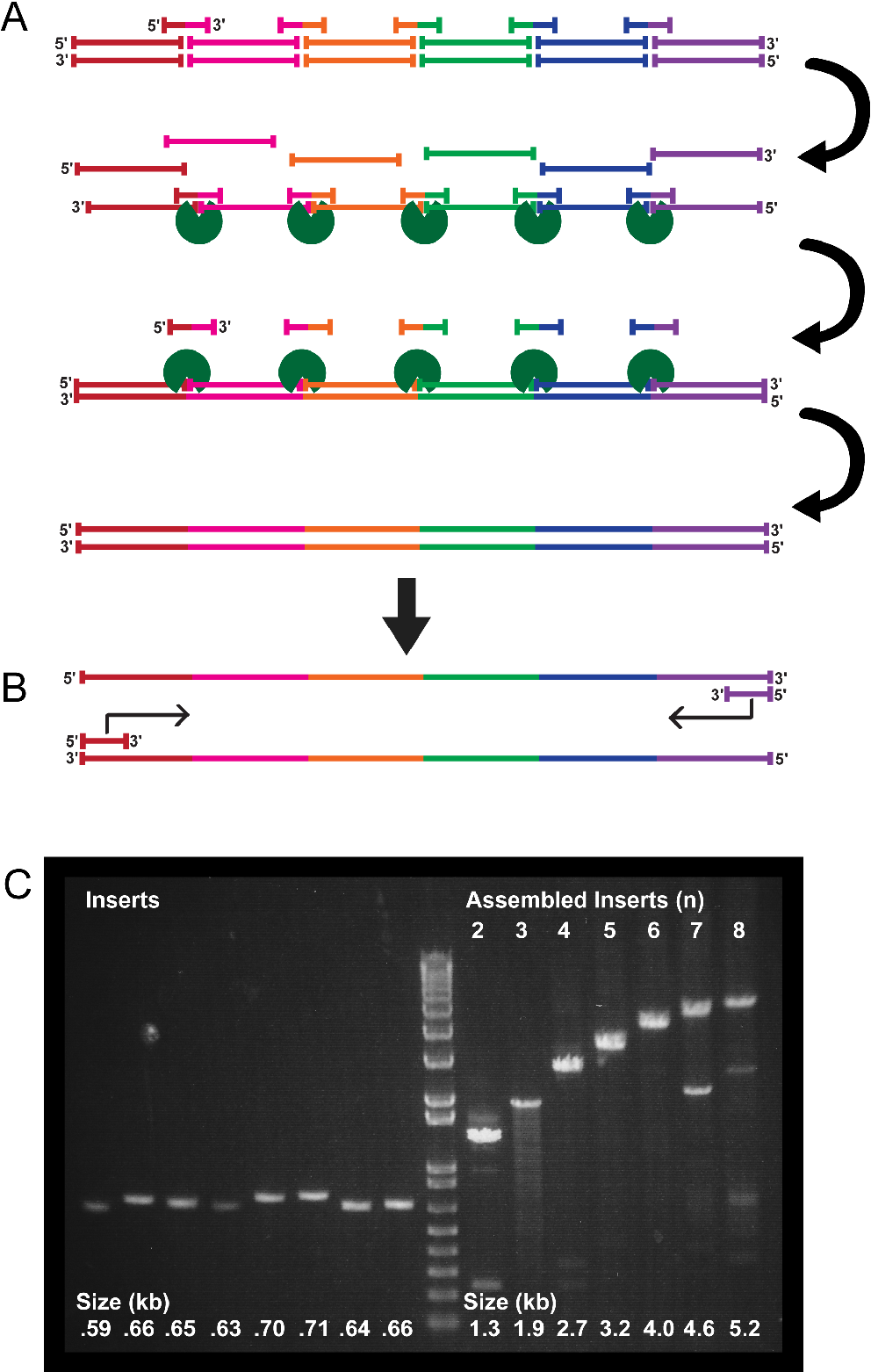 Figure 2 From A Rapid And Simple Method For Dna Engineering Using