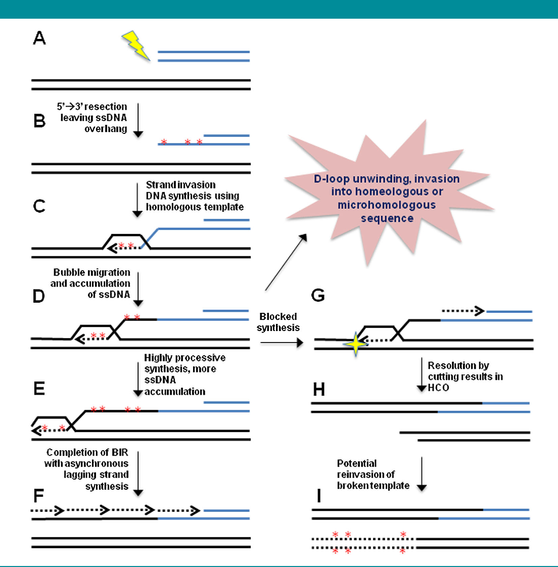 Figure 2 From Error Prone Repair Of Dna Double Strand Breaks