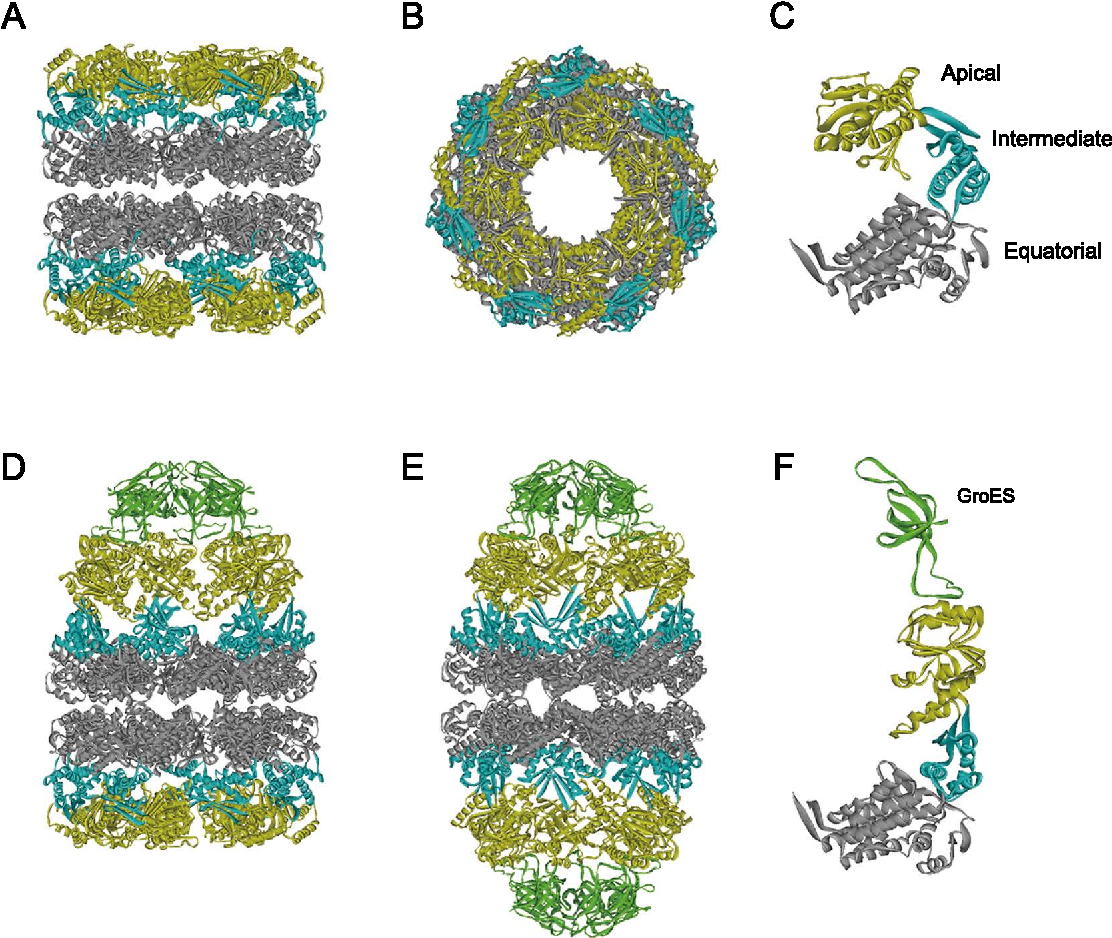 Chaperonin Groel Uses Asymmetric And Symmetric Reaction Cycles In