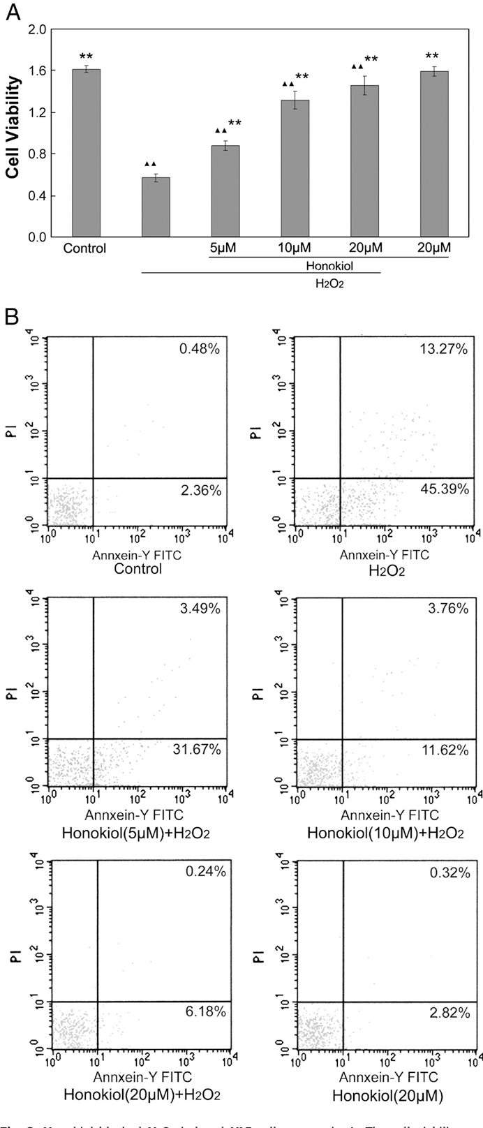 Honokiol Inhibits H2o2 Induced Apoptosis In Human Lens Epithelial