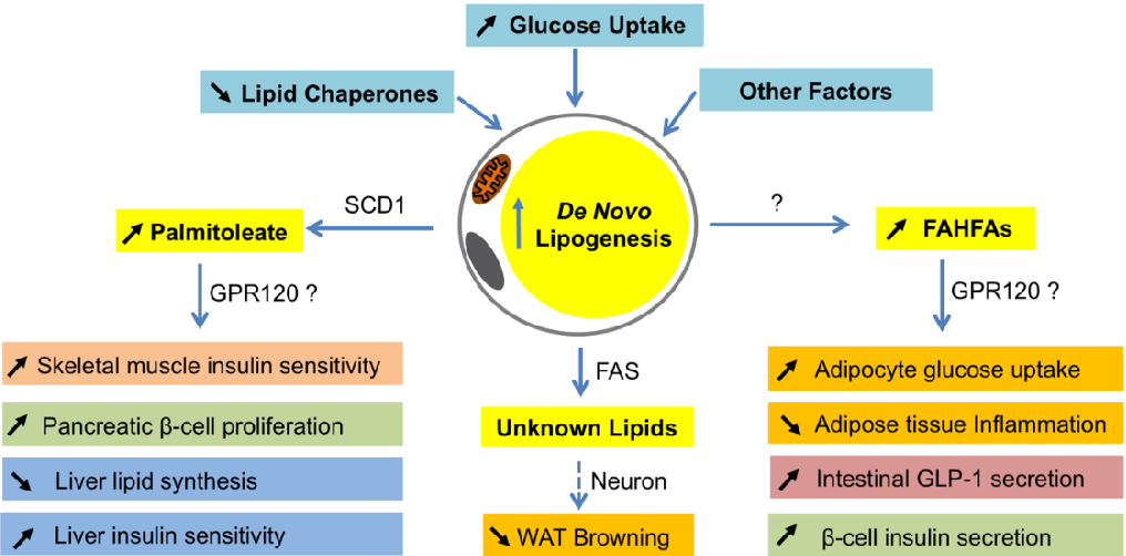 Pdf Regulation And Metabolic Significance Of De Novo Lipogenesis In