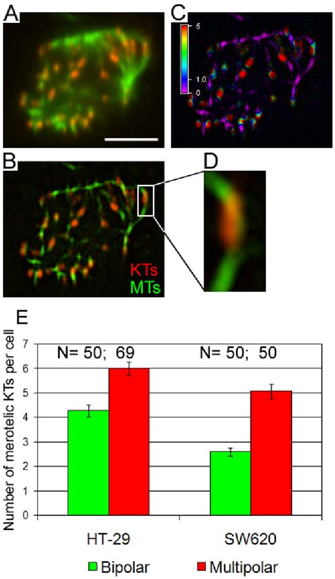 Figure 1 From Multipolar Spindle Pole Coalescence Is A Major Source Of