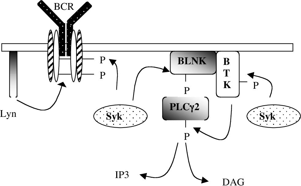 Figure 1 From Subcellular Localization And Signalling Of Brutons