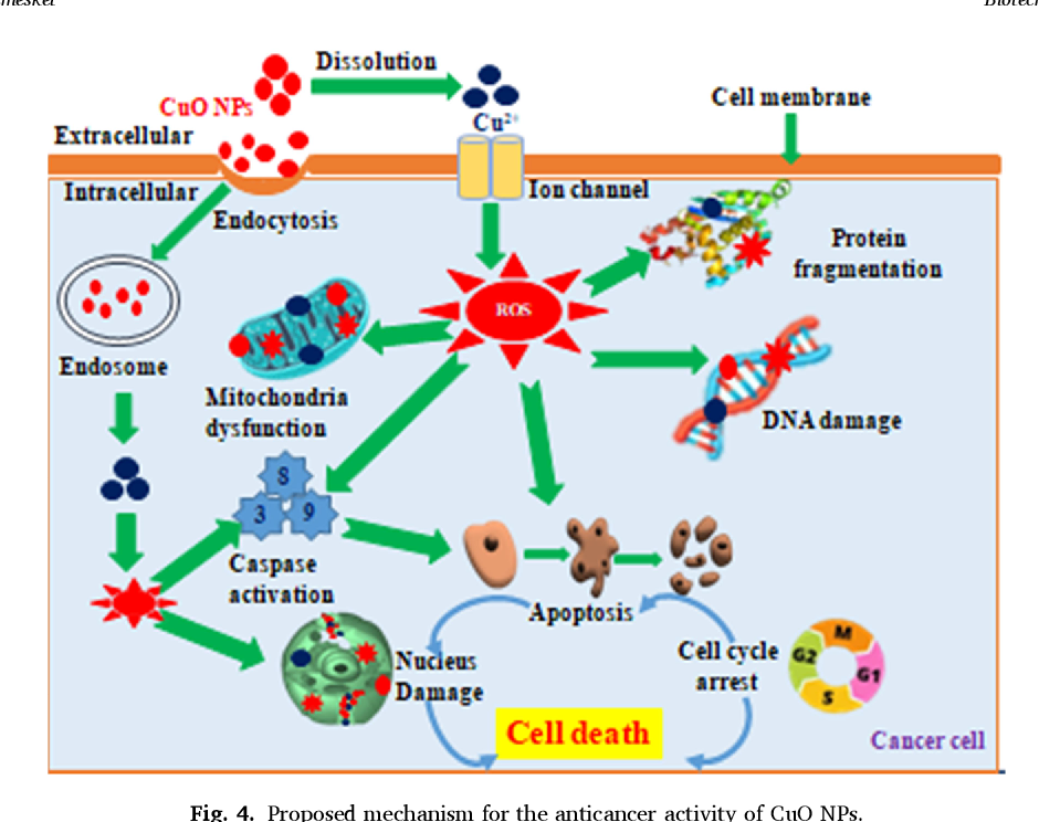 Figure 2 From Green And Cost Effective Biofabrication Of Copper Oxide