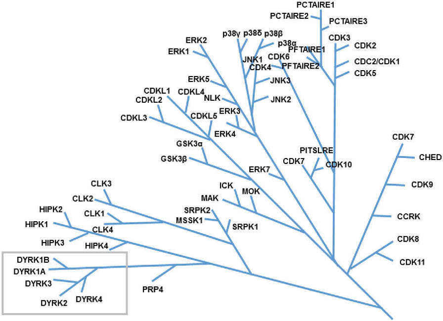 Dual Specificity Tyrosine Phosphorylation Regulated Kinase 1a Dyrk1a