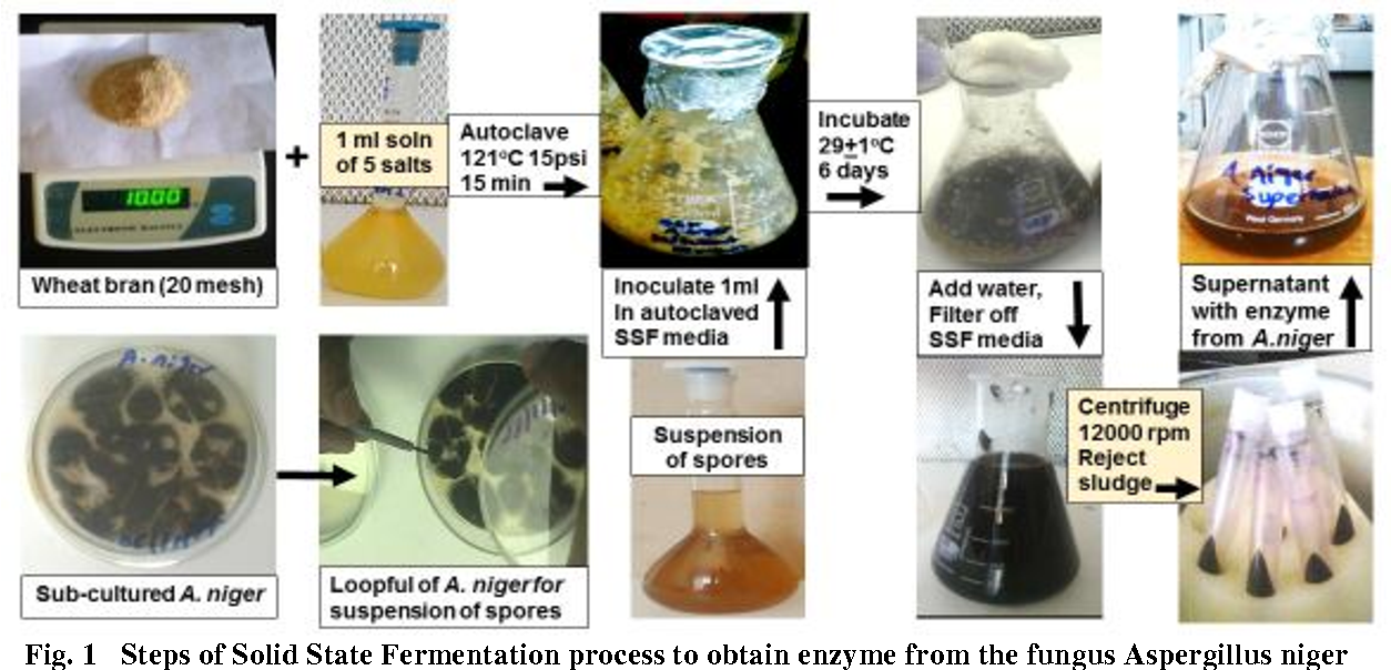 Figure 1 From Solid State Fermentation Extraction Of Enzyme From