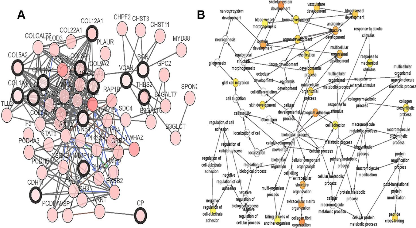 Figure 1 From Identification Of A New Pseudogeneslncrnas Hsa Mir 26b