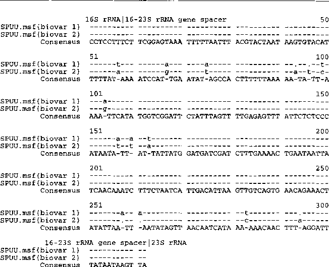 Table 1 From Phylogenetic Analysis Of Ureaplasma Urealyticum Support