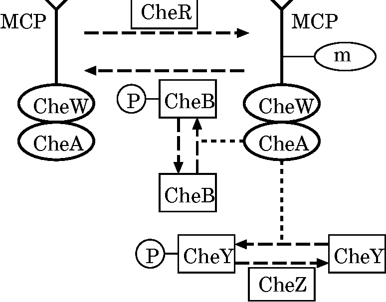 1 Systems Biology Toward System Levelunderstanding Of Biological