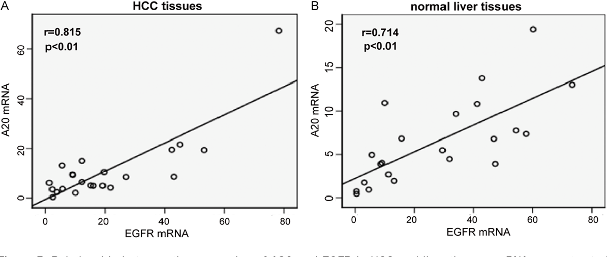 Figure 1 From Epidermal Growth Factor Upregulates The Expression Of A20