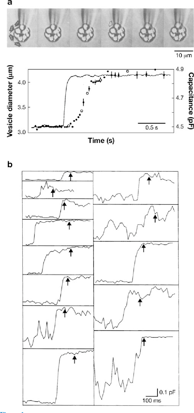 Pdf Why Do We Still Have A Maternally Inherited Mitochondrial Dna