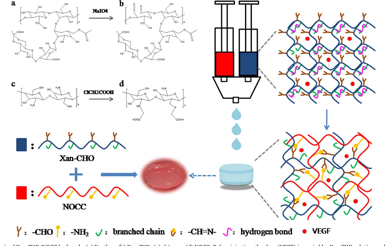 Pdf Novel In Situ Forming Hydrogel Based On Xanthan And Chitosan Re