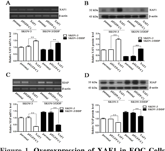 Figure 1 From Xiap Associated Factor 1 Xaf1 Represses Expression Of X