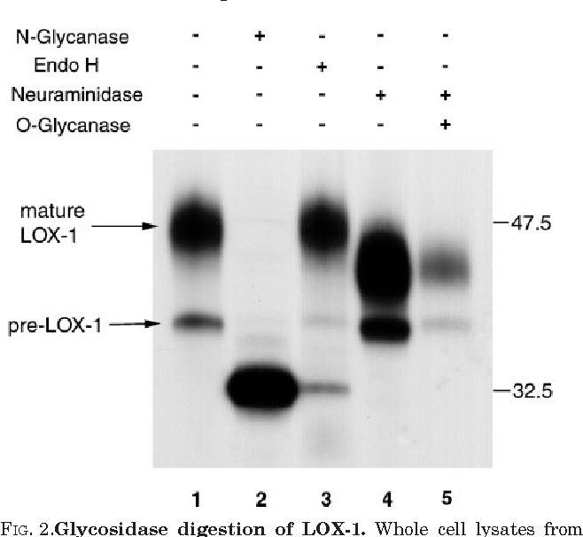 Figure 1 From Biosynthesis And Post Translational Processing Of Lectin