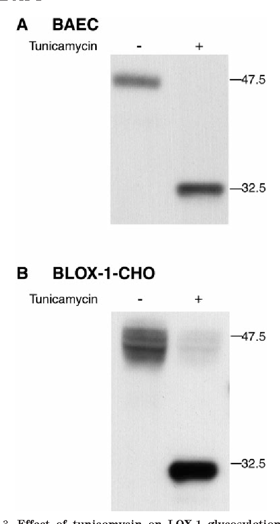 Figure 1 From Biosynthesis And Post Translational Processing Of Lectin