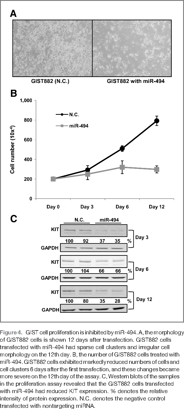 Figure 1 From Microrna 494 Downregulates Kit And Inhibits