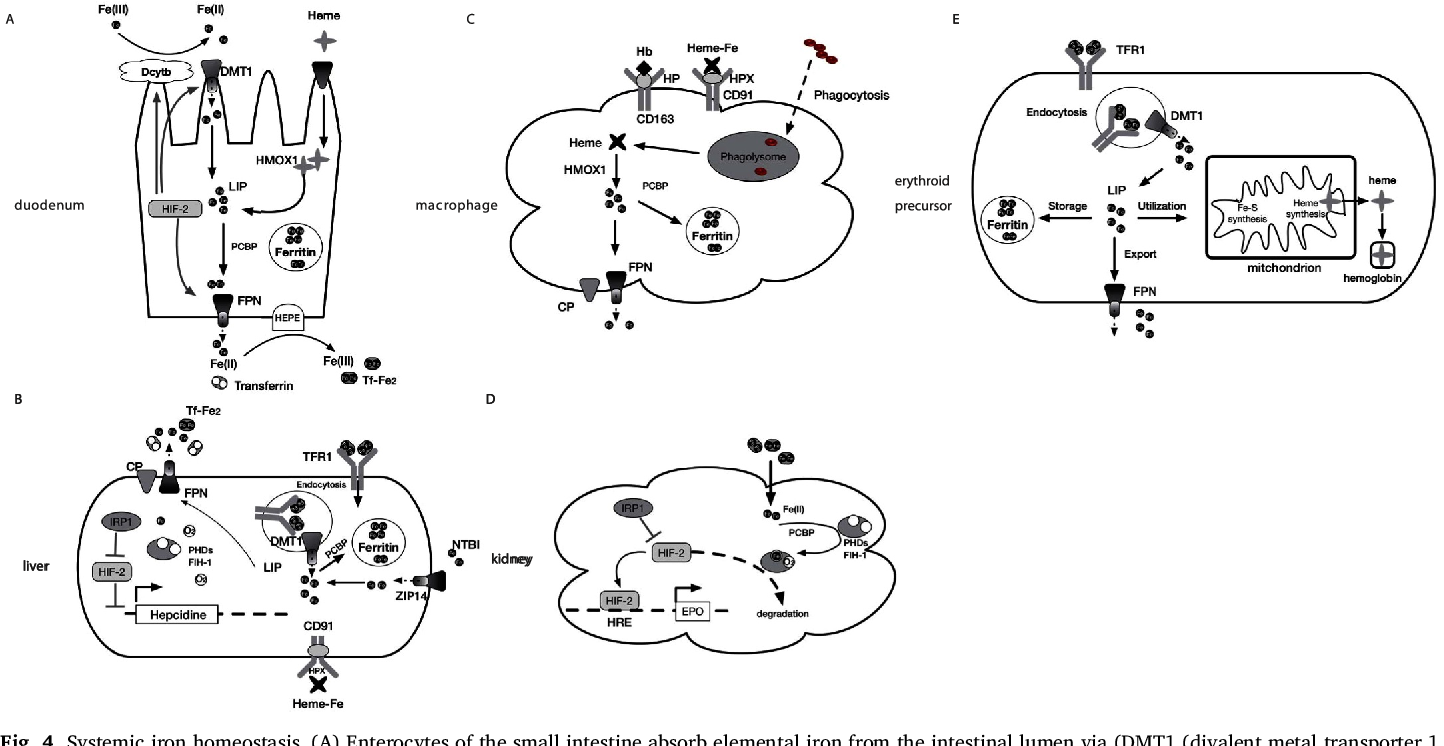 Figure 1 From An Intimate Crosstalk Between Iron Homeostasis And Oxygen