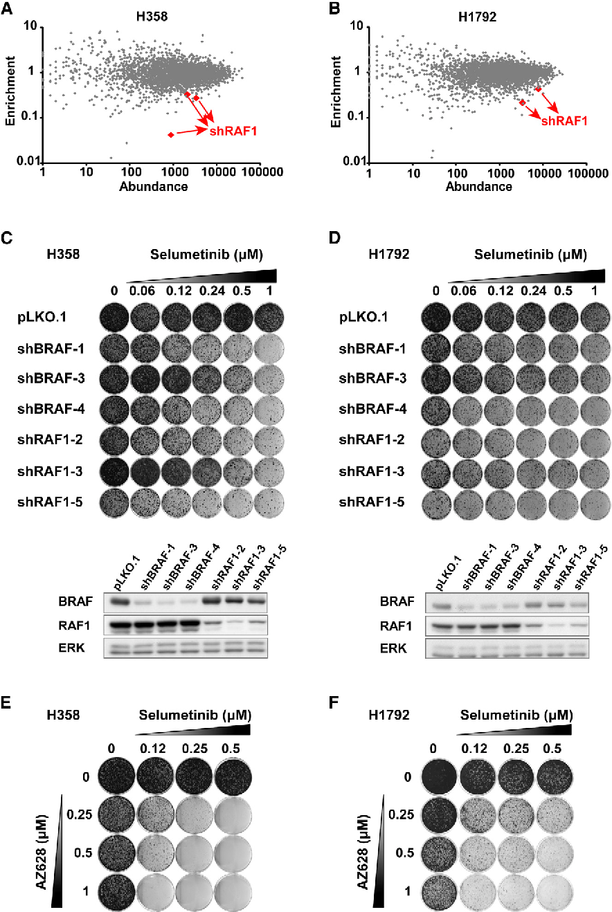 Figure 2 From Raf Suppression Synergizes With Mek Inhibition In Kras