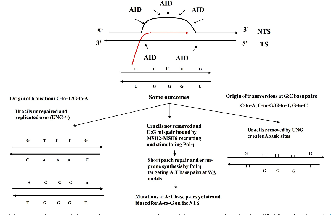 Somatic Hypermutation In Immunity And Cancer Critical Analysis Of