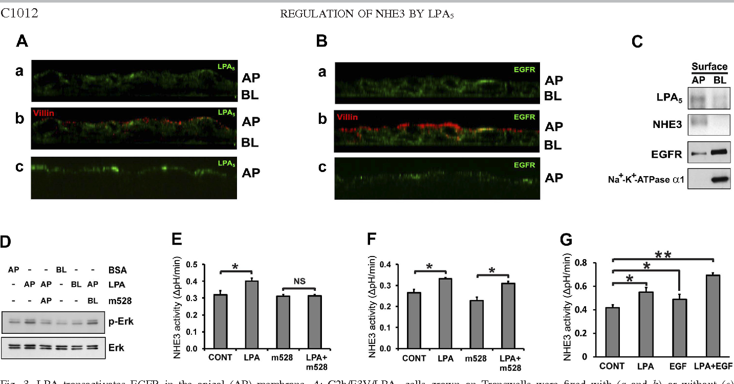 Figure 1 From Lysophosphatidic Acid 5 Receptor Induces Activation Of Na