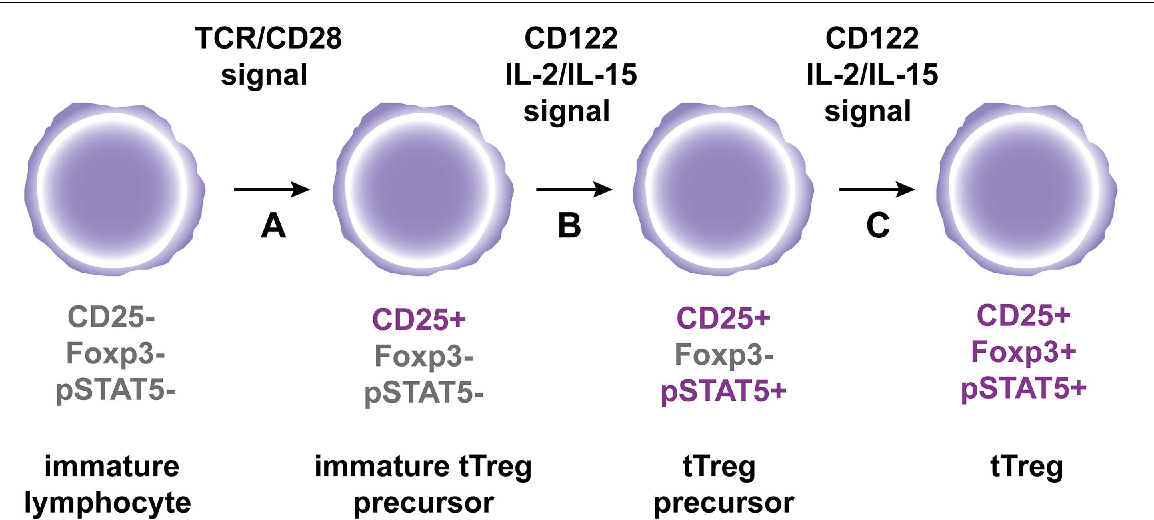 Figure 1 From Role Of Cytokines In Thymus Versus Peripherally Derived