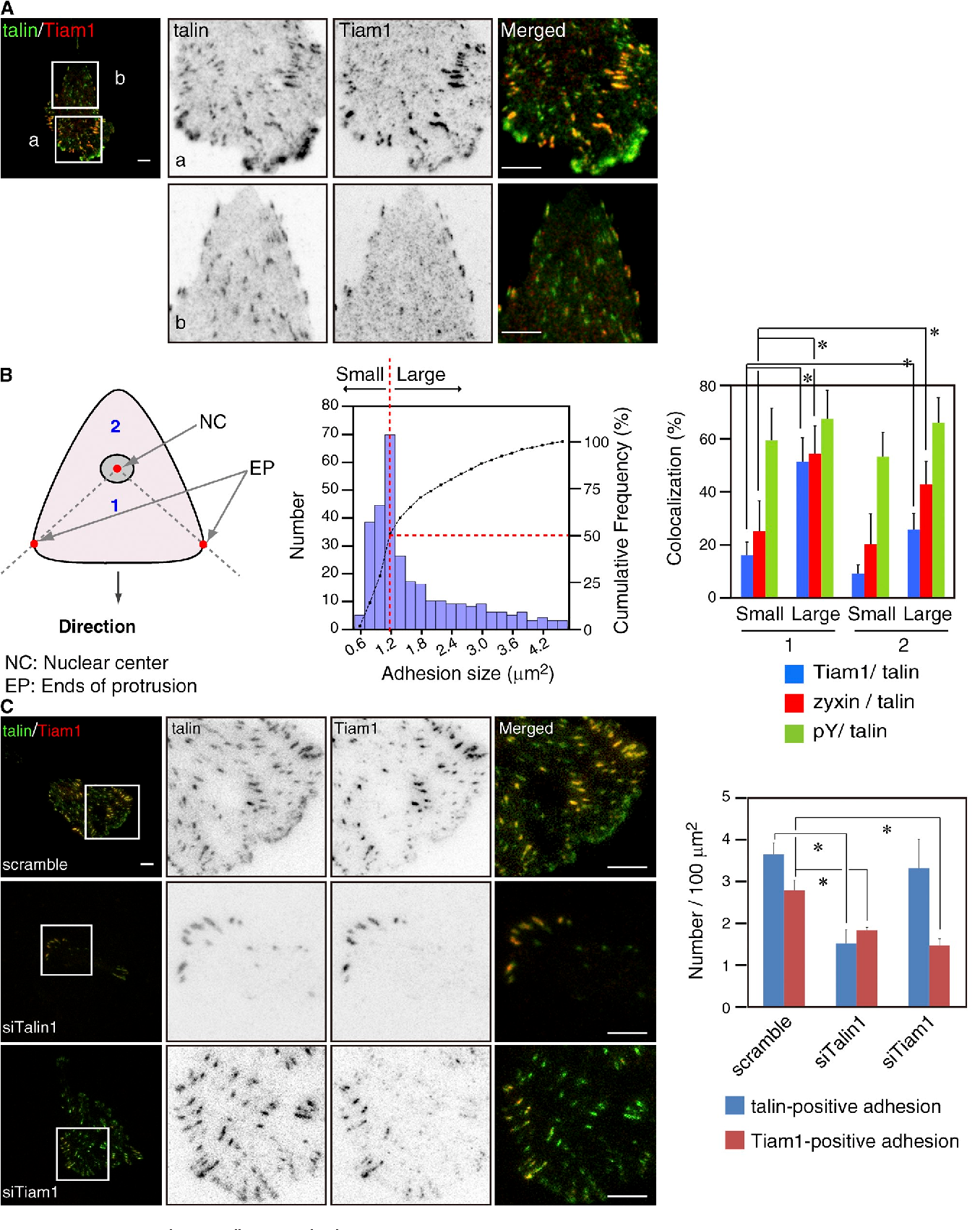 Figure 1 From Tiam1 Interaction With The Par Complex Promotes Talin