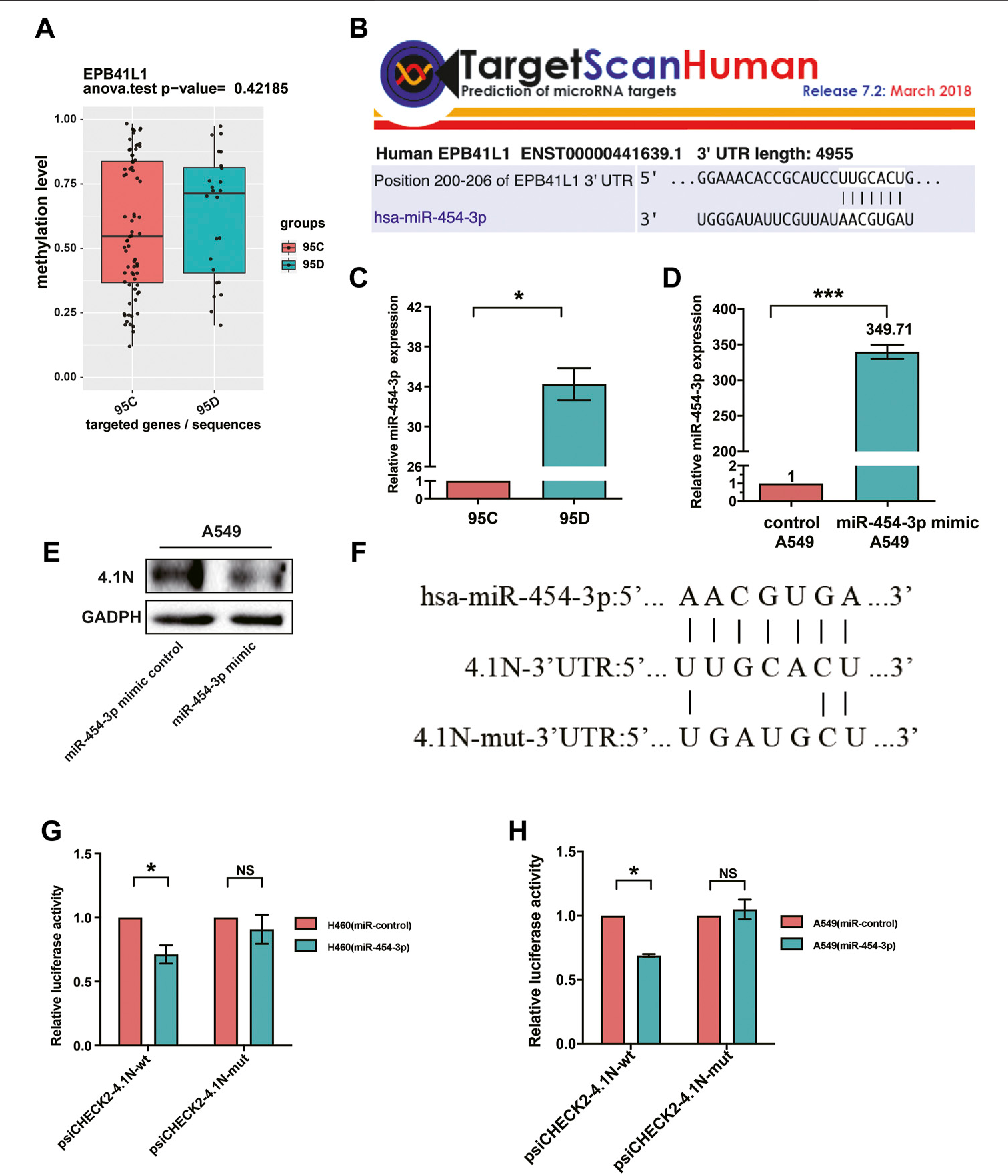 Tumor Suppressor 41nepb41l1 Is Epigenetic Silenced By Promoter