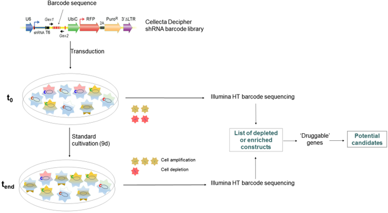 Figure 4 From The Deubiquitinating Enzyme Usp5 Promotes Pancreatic