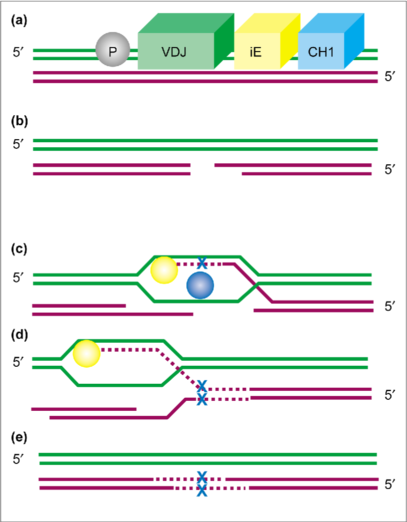 Somatic Immunoglobulin Hypermutation Semantic Scholar