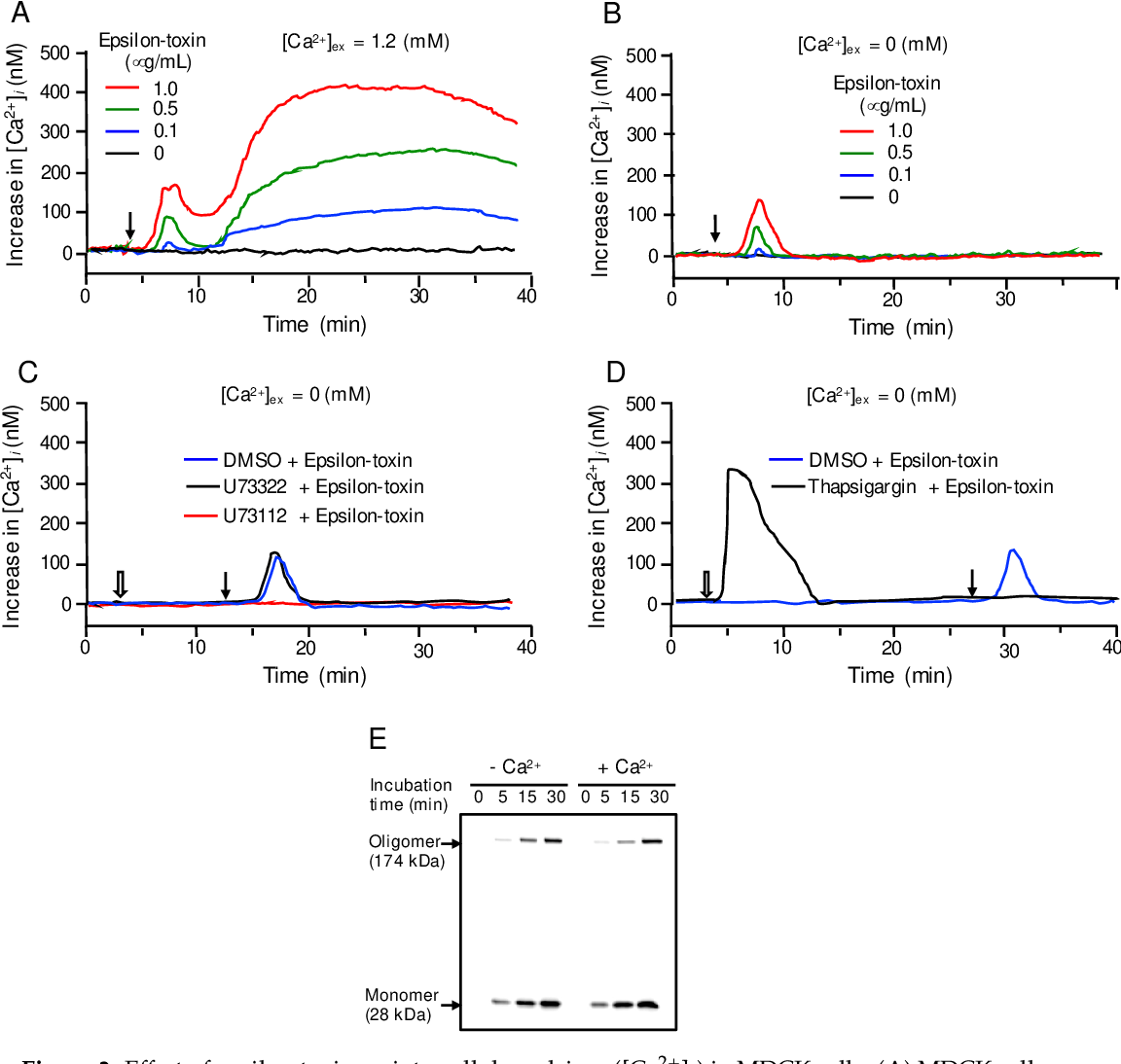 Figure 2 From Clostridium Perfringens Epsilon Toxin Impairs The Barrier