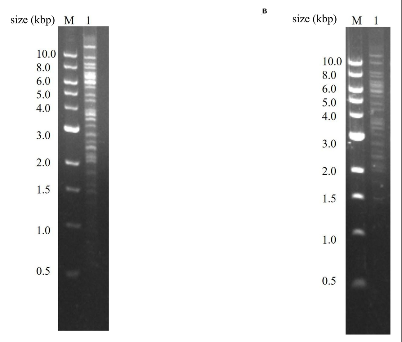 Construction And Immunogenicity Of A Recombinant Pseudorabies Virus