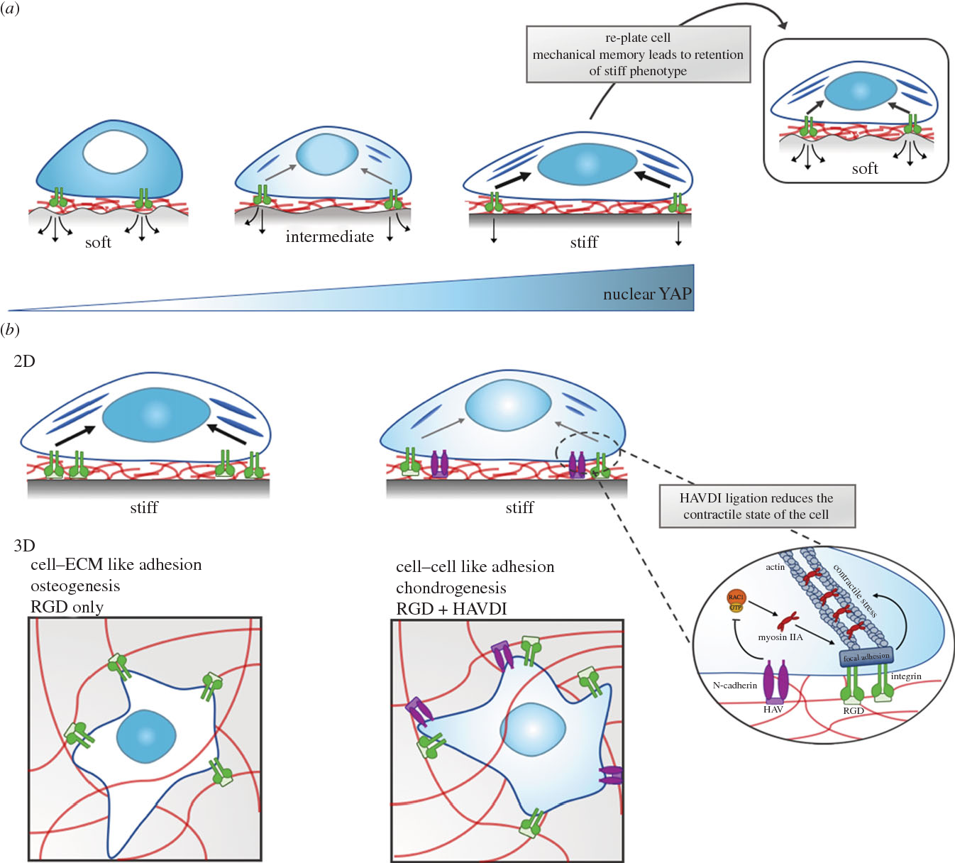 Figure 1 From Designing Stem Cell Niches For Differentiation And Self