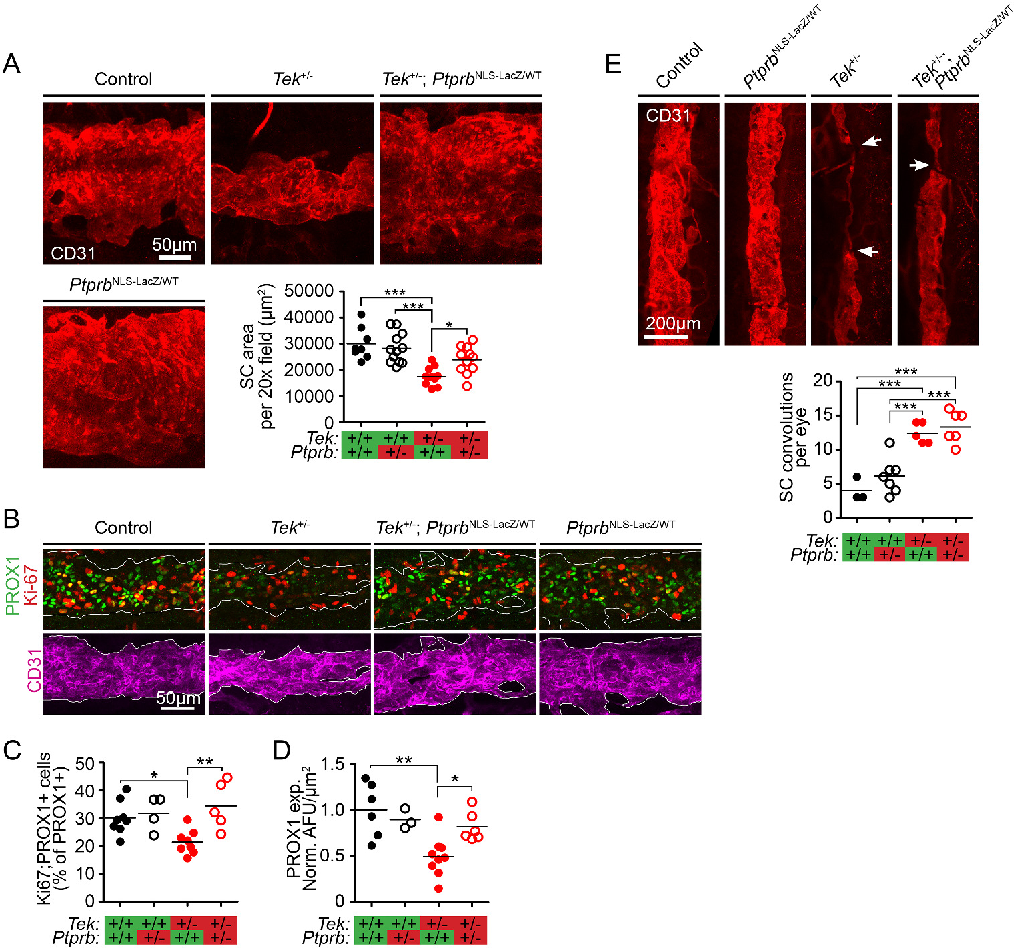 Figure 3 From Targeting The Vascular Specific Phosphatase Ptprb