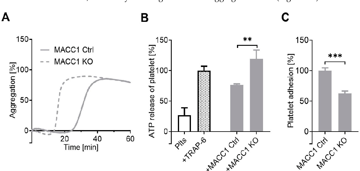 Pdf Insulin Like Growth Factor Binding Protein 2 Igfbp2 Is A Key