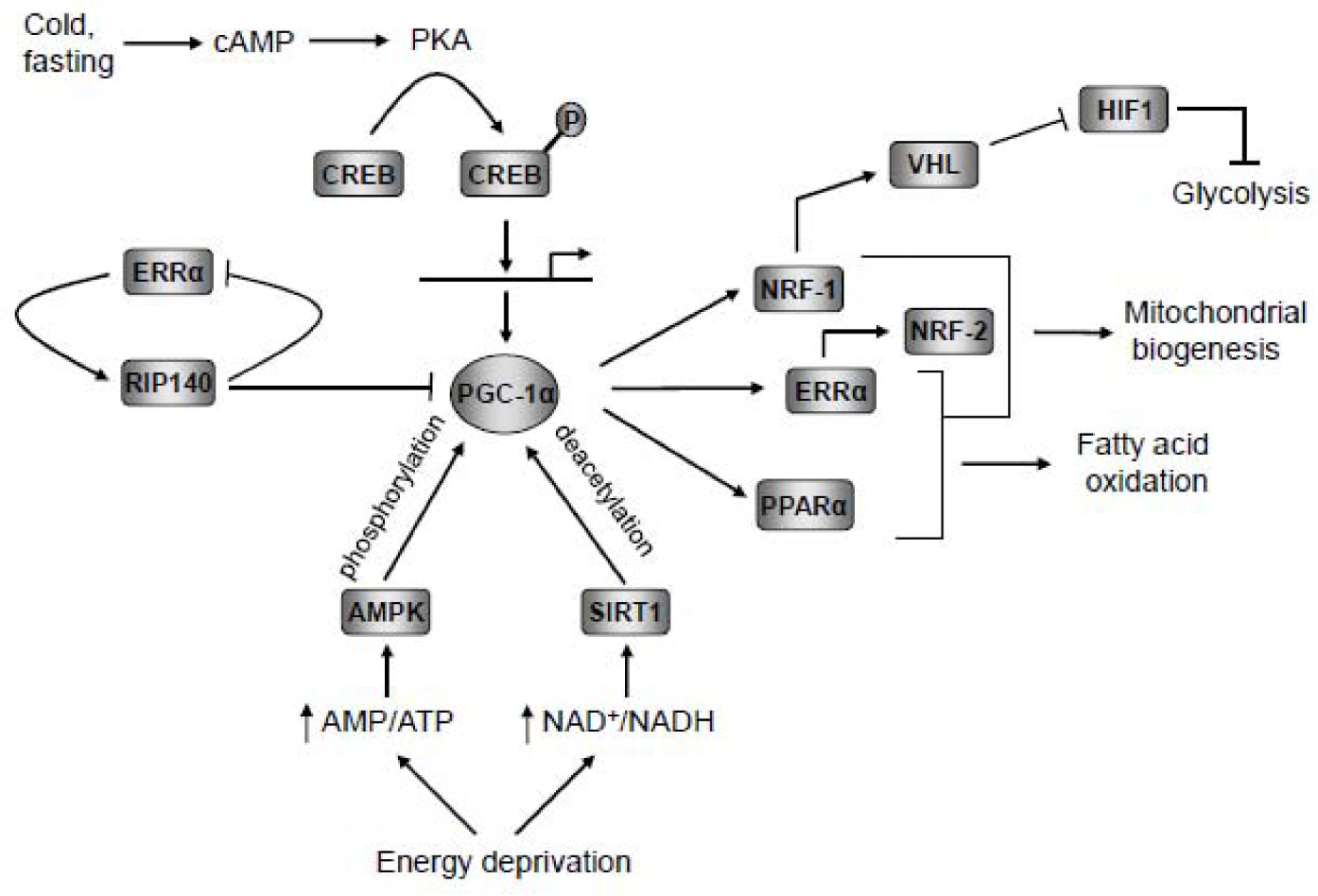 Constitutive Androstane Receptor Semantic Scholar