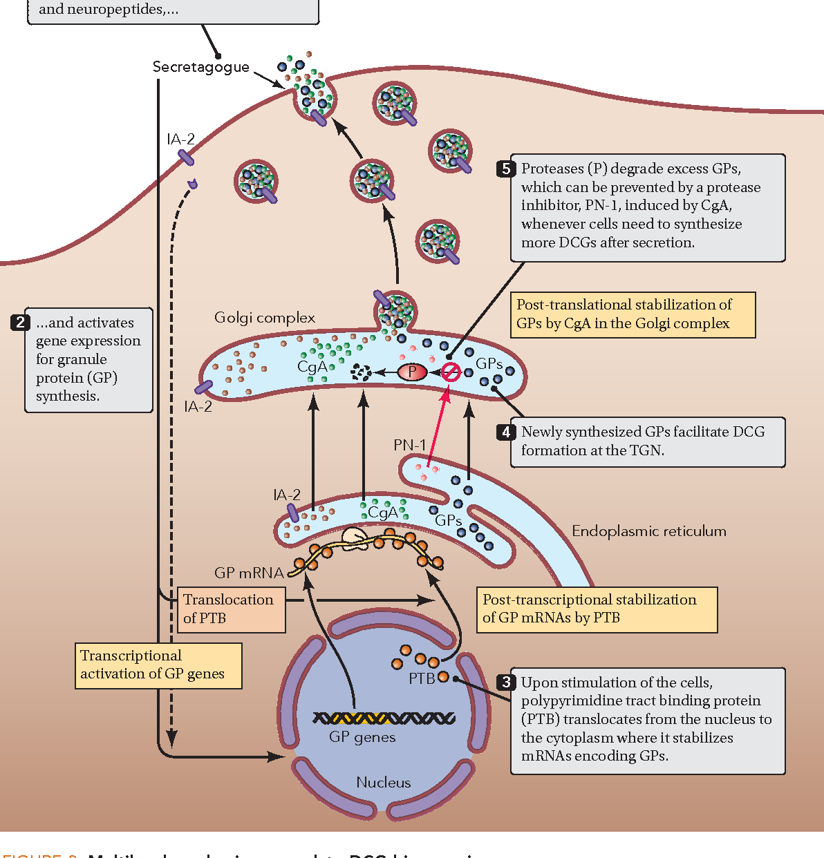 Pdf Dense Core Secretory Granule Biogenesis Semantic Scholar