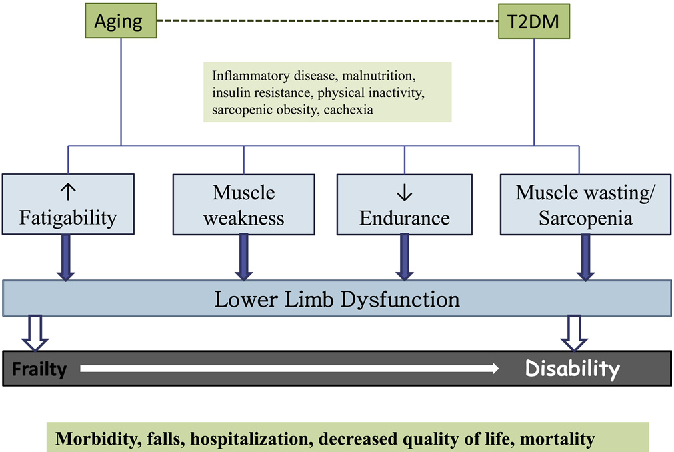 Table 1 From Frailty Sarcopenia And Diabetes Semantic Scholar