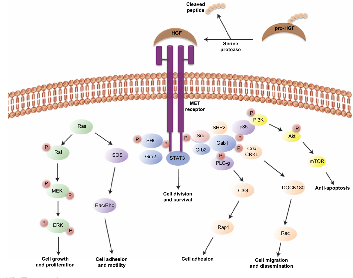 Figure 1 From The Potential Roles Of Hepatocyte Growth Factor Hgf Met