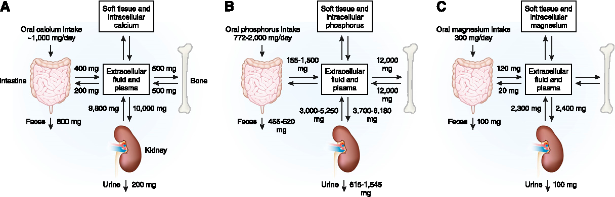 Figure 9 From Renal Control Of Calcium Phosphate And Magnesium