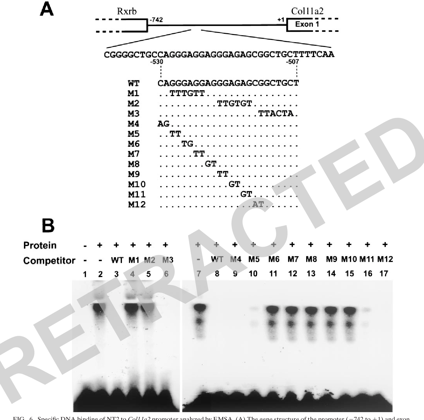 Figure 2 From A Krüppel Associated Boxzinc Finger Protein Nt2